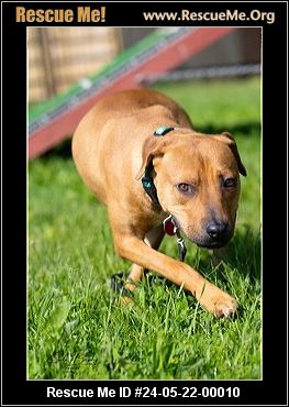 - Pennsylvania Dog Rescue - ADOPTIONS - Rescue Me!