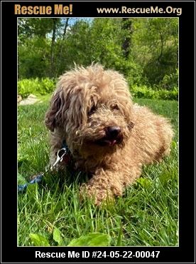 - New York Dog Rescue - ADOPTIONS - Rescue Me!