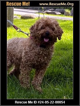 - New York Dog Rescue - ADOPTIONS - Rescue Me!