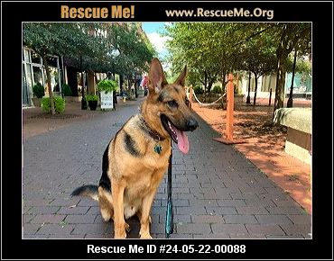 - Pennsylvania German Shepherd Rescue - ADOPTIONS - Rescue Me!