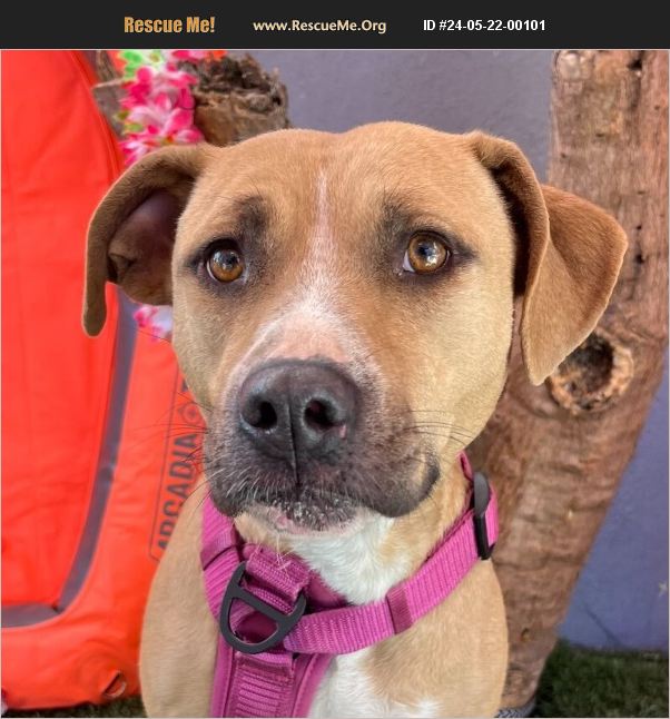 ADOPT 24052200101 ~ Pit Bull Rescue ~ Carlsbad, CA
