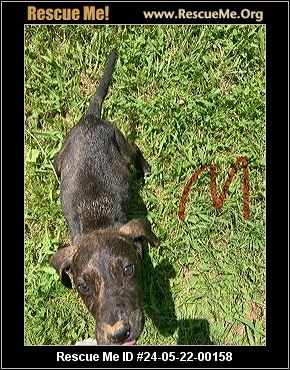 - Tennessee Dog Rescue - ADOPTIONS - Rescue Me!