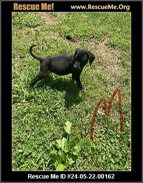 - Tennessee Dog Rescue - ADOPTIONS - Rescue Me!