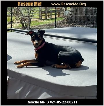 - Virginia Dog Rescue - ADOPTIONS - Rescue Me!