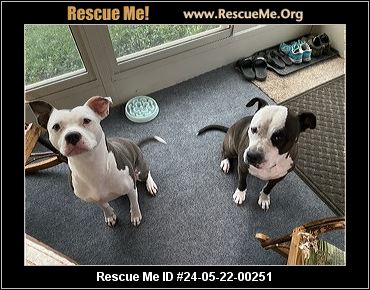 - South Carolina Dog Rescue - ADOPTIONS - Rescue Me!
