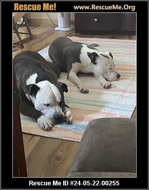 - South Carolina Dog Rescue - ADOPTIONS - Rescue Me!