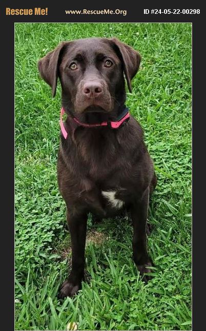 ADOPT 24052200298 ~ Lab Rescue ~ Waldorf, MD