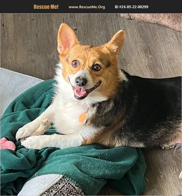 ADOPT 24052200299 ~ Corgi Rescue ~ Oshkosh, WI