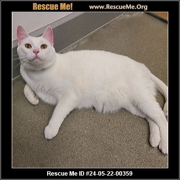 - Missouri Cat Rescue - ADOPTIONS - Rescue Me!