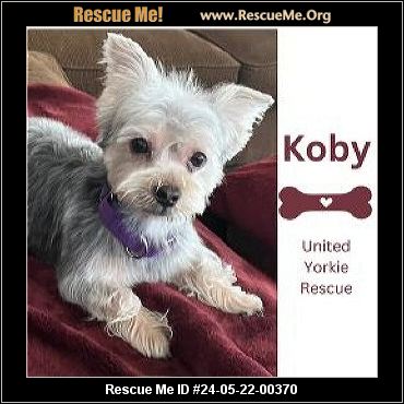 - Texas Yorkie Rescue - ADOPTIONS - Rescue Me!