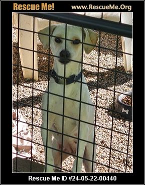 - Michigan Dog Rescue - ADOPTIONS - Rescue Me!