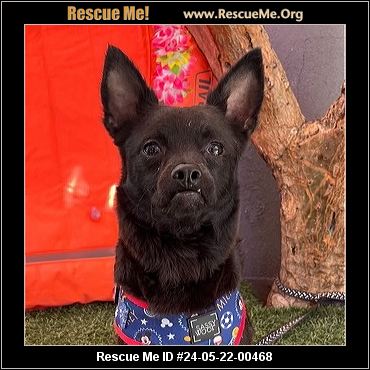 - California Schipperke Rescue - ADOPTIONS - Rescue Me!