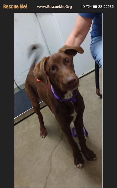 ADOPT 24052200586 ~ German Pinscher Rescue ~ DECATUR, TX