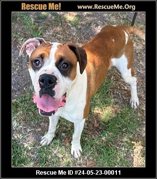 - Florida Boxer Rescue - ADOPTIONS - Rescue Me!