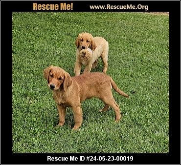 - Indiana Golden Retriever Rescue - ADOPTIONS - Rescue Me!
