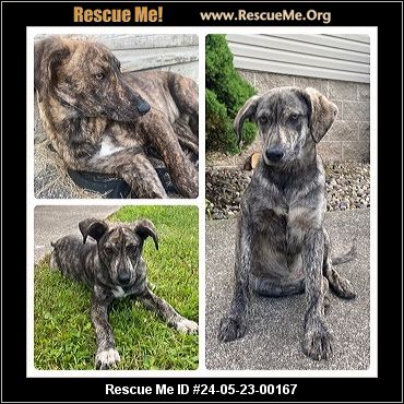 - Kentucky Dog Rescue - ADOPTIONS - Rescue Me!