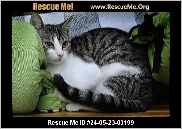 - South Carolina Cat Rescue - ADOPTIONS - Rescue Me!