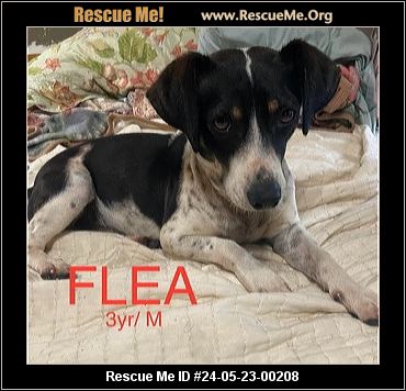 - Florida Jack Russell Rescue - ADOPTIONS - Rescue Me!