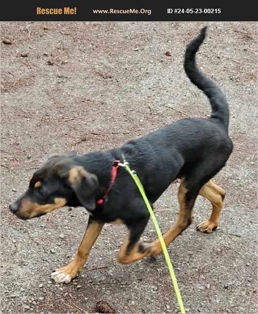 ADOPT 24052300215 ~ Australian Shepherd Rescue ~ Thompson Falls, MT