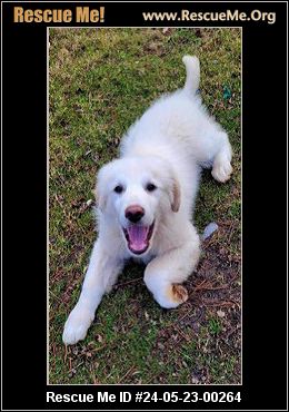 - North Carolina Dog Rescue - ADOPTIONS - Rescue Me!