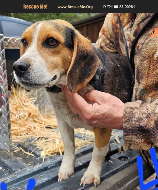 ADOPT 24052300281 ~ Beagle Rescue ~ Thompson Falls, MT