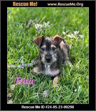 - Texas Schnauzer Rescue - ADOPTIONS - Rescue Me!