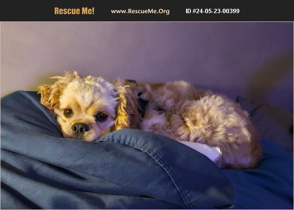 ADOPT 24052300399 ~ Cocker Spaniel Rescue ~ Terre haute, IN