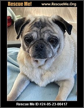 - North Carolina Dog Rescue - ADOPTIONS - Rescue Me!