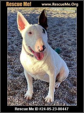 - Arizona Bull Terrier Rescue - ADOPTIONS - Rescue Me!