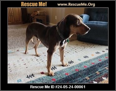 - Tennessee Dog Rescue - ADOPTIONS - Rescue Me!