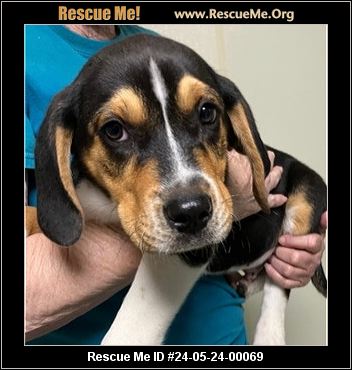 - Virginia Dog Rescue - ADOPTIONS - Rescue Me!