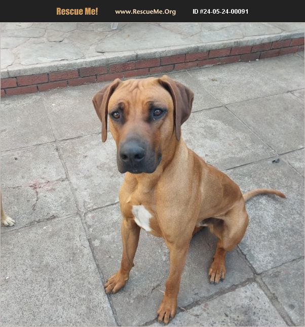 ADOPT 24052400091 ~ Rhodesian Ridgeback Rescue ~ Brackenfell,