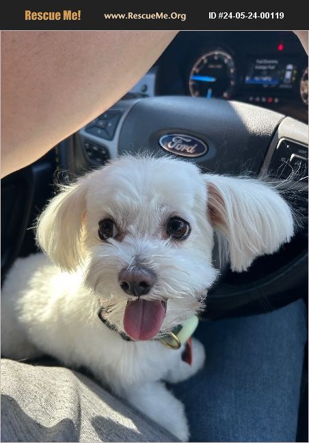 ADOPT 24052400119 ~ Maltese Rescue ~ BRADENTON, FL