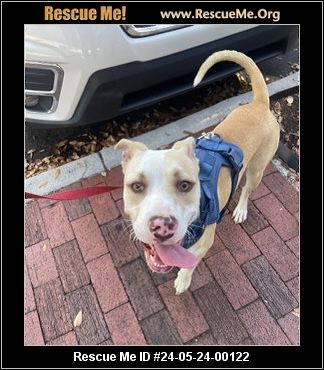 - Florida Pit Bull Rescue - ADOPTIONS - Rescue Me!