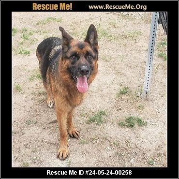 - Texas German Shepherd Rescue - ADOPTIONS - Rescue Me!