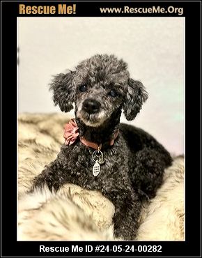 - California Poodle Rescue - ADOPTIONS - Rescue Me!