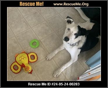 - Oregon Dog Rescue - ADOPTIONS - Rescue Me!