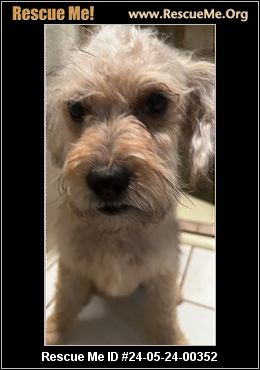 - California Border Terrier Rescue - ADOPTIONS - Rescue Me!