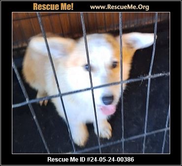 - California Corgi Rescue - ADOPTIONS - Rescue Me!