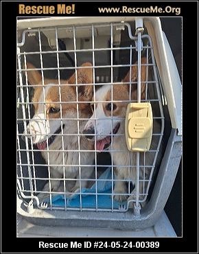 - California Corgi Rescue - ADOPTIONS - Rescue Me!