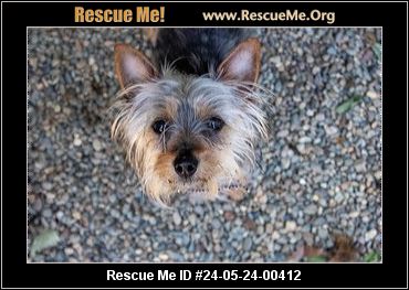 - California Yorkie Rescue - ADOPTIONS - Rescue Me!