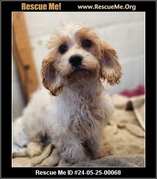 - Pennsylvania Poodle Rescue - ADOPTIONS - Rescue Me!