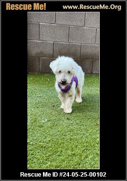 - Arizona Poodle Rescue - ADOPTIONS - Rescue Me!