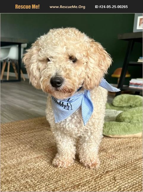 ADOPT 24052500265 ~ Cockapoo Rescue ~ Fort Lauderdale, FL