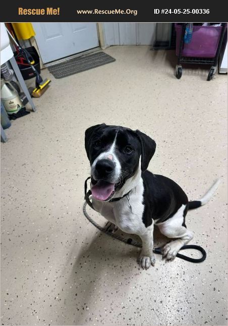 ADOPT 24052500336 ~ English Springer Spaniel Rescue ~ Waverly, OH