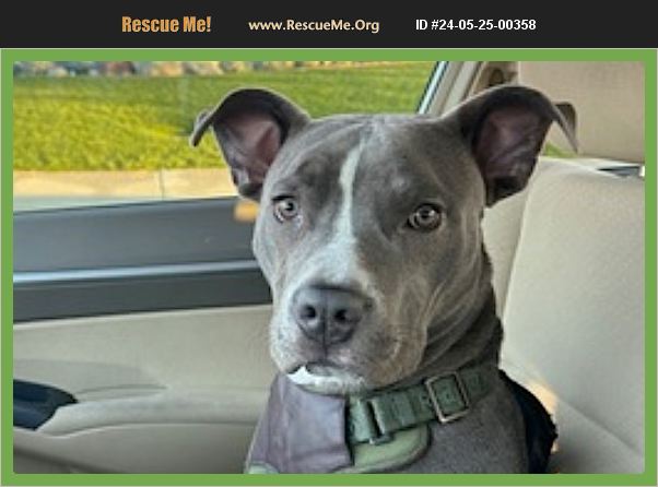 ADOPT 24052500358 ~ Pit Bull Rescue ~ Arizona