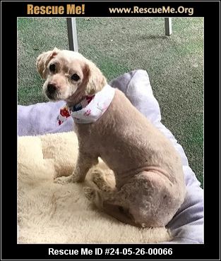 - Georgia Poodle Rescue - ADOPTIONS - Rescue Me!