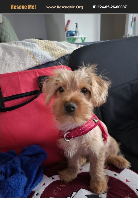 ADOPT 24052600087 ~ Yorkie Rescue ~ Baltimore, MD