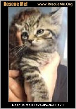 - Virginia Cat Rescue - ADOPTIONS - Rescue Me!