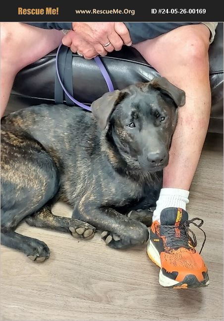 ADOPT 24052600169 ~ Mountain Cur Rescue ~ Ephrata, WA